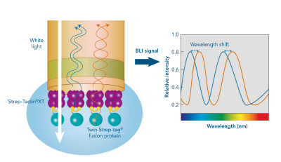 Biomolecular Analysis with BLI and Strep-Tactin®XT